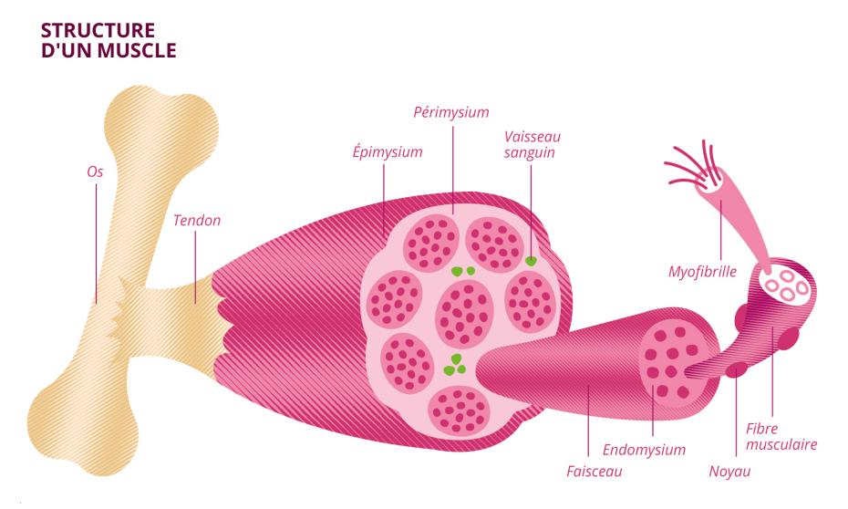Physiologie du muscle : fonctionnement, thérapies et autres mystères | Sciences